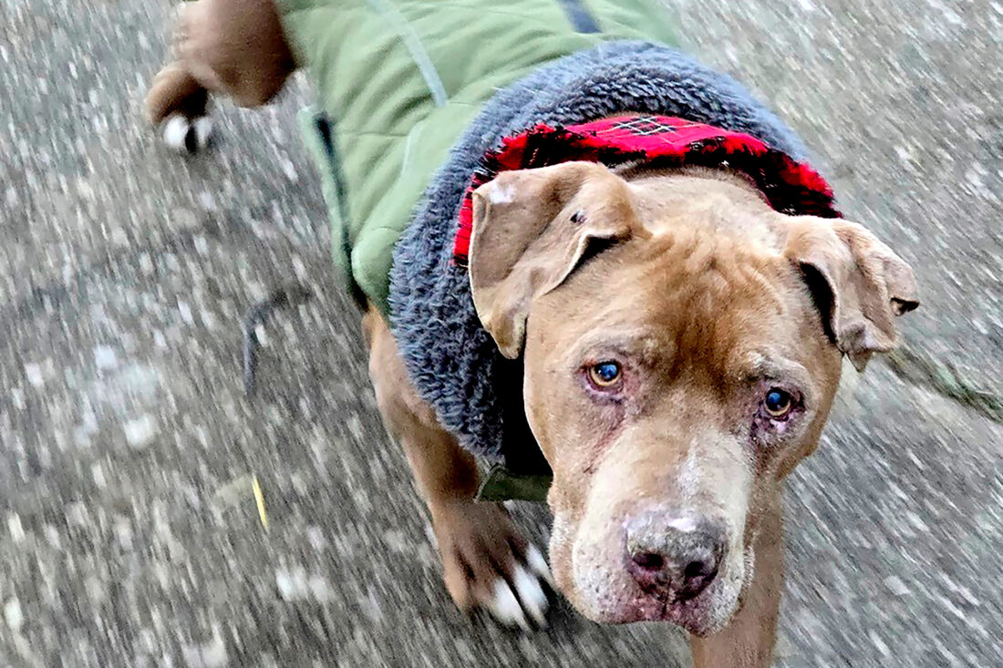 Veterinarian gets jail time for keeping dog from homeless man | News ...